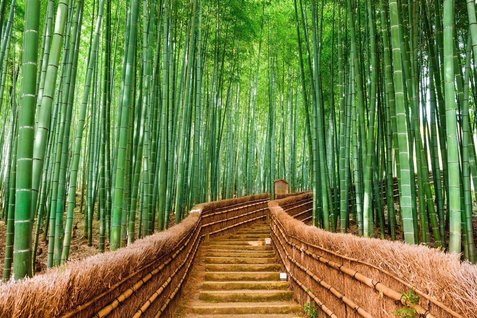 Japonsko: vaše dovolená v Asii na míru | Exclusive Tours