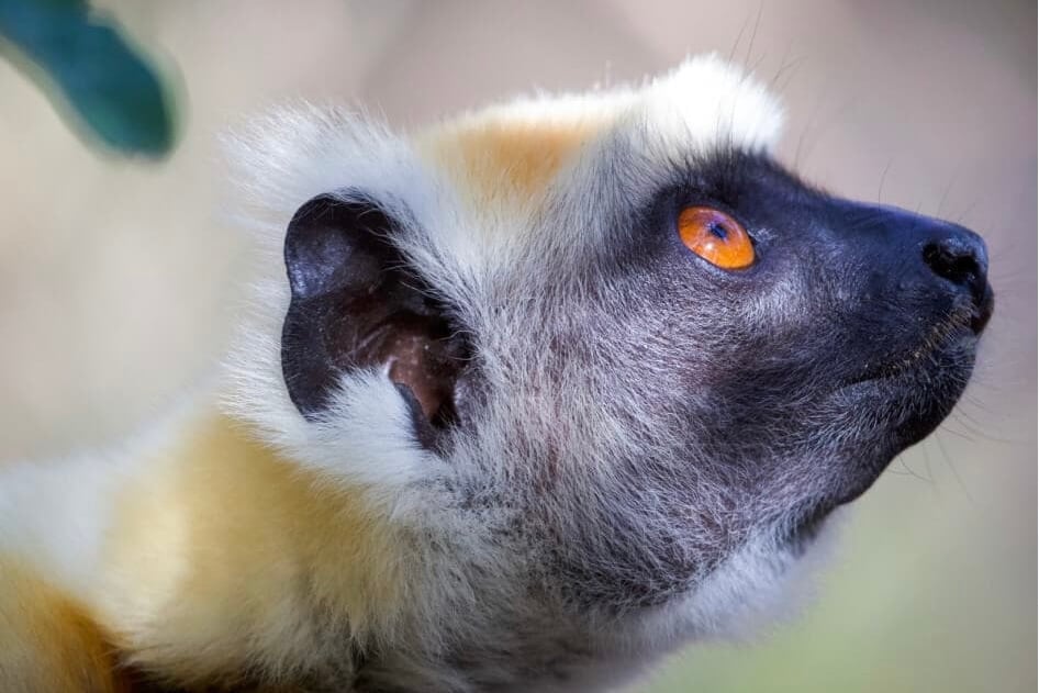 Miavana, Madagaskar – Nosy Ankao