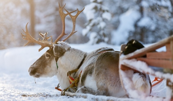 Laponsko – cesta na sever | Exclusive Tours